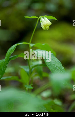 Symphytum tuberosum,Knotiger Beinwell,Tuberous Comfrey Stock Photo - Alamy