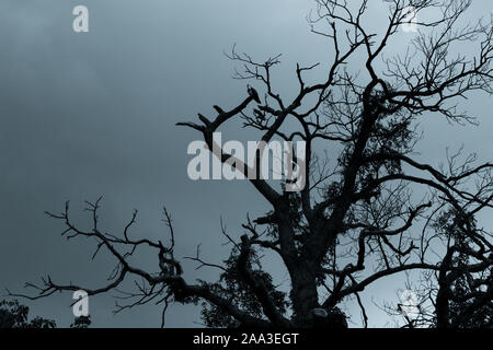 Two ospreys in a tree before an incoming storm Stock Photo - Alamy