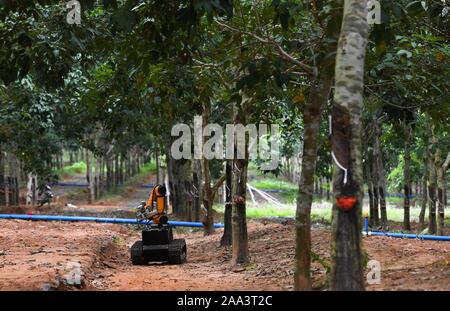 Haikou. 19th Nov, 2019. An autonomous rubber-tapping robot works at a ...