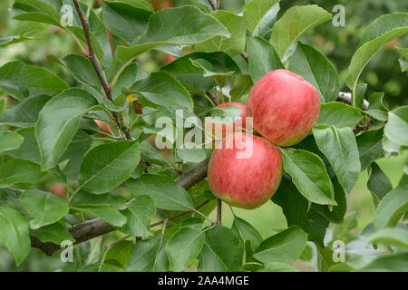 Apfel, Malus domestica Rebella, Apple, Malus domestica Rebella Stock ...