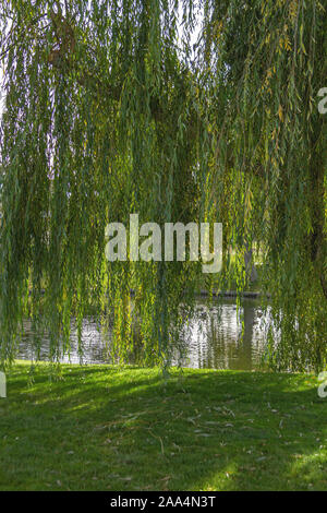 scenic green willow tree outdoors in spring nature Stock Photo - Alamy