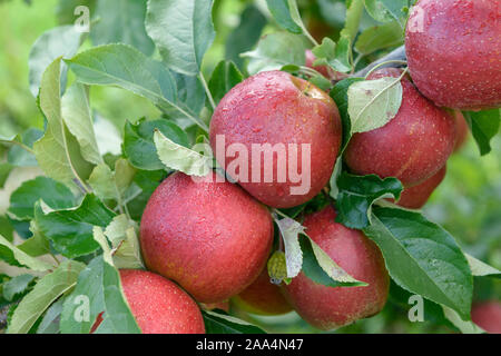 Apfel Malus domestica WELLANT, Apple Malus domestica Wellant Stock ...