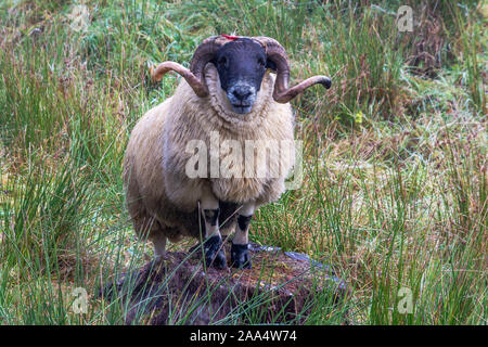 Black-faced Sheep - Ram or tup (uncastrated male sheep) - Scotland- UK ...