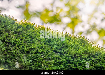 Soft thick moss in the forest is lit by the sun. Soft moss carpet ...