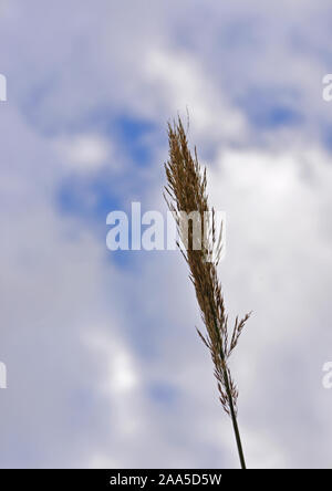 Selective focus of a reed grass flower in a field against a dark ...