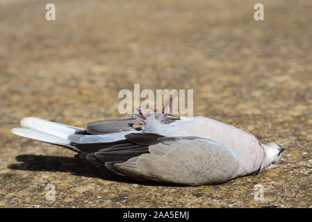 A back shot of a Rock dove Stock Photo - Alamy