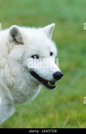White coated captive Artic Wolf (Canis Lupus Arctos) also known as a ...