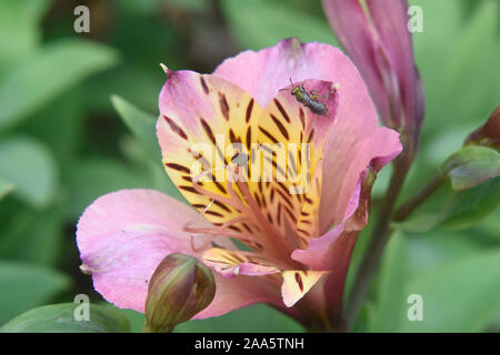 Alstroemeria pelegrina, the Peruvian lily, is a species of flowering ...