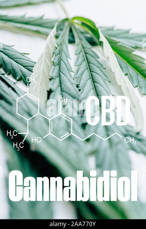 close up view of medical marijuana leaf on white background with cbd ...