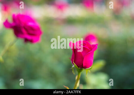 Colorful, beautiful, delicate rose in the garden. Pink roses in the ...
