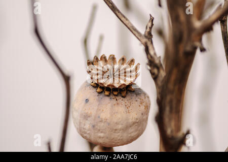 Dried opium poppy pods, macro. Also known as Papaver somniferum ...