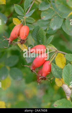 Pillnitzer Vitaminrose (Rosa 'Pi Ro 3' Stock Photo - Alamy