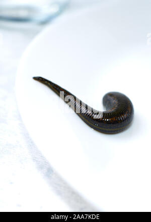 Leeches on a white background Stock Photo - Alamy