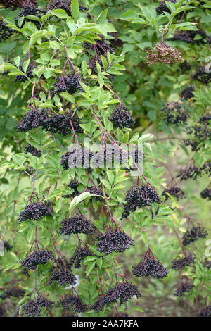 Schwarzer Holunder (Sambucus nigra 'Haschberg' Stock Photo - Alamy