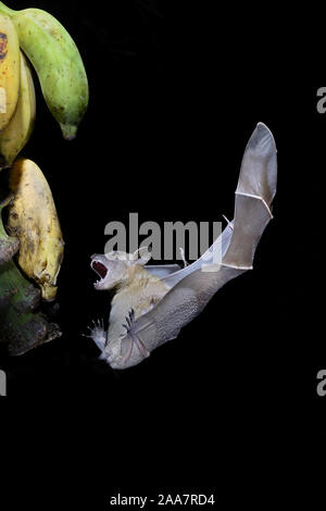 Greater short-nosed fruit bats (Cynopterus sphinx), Rajbari District ...