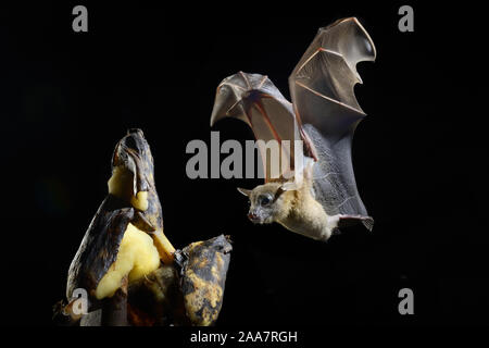 Short-nosed Indian fruit bat (Cynopterus sphinx), or greater short ...
