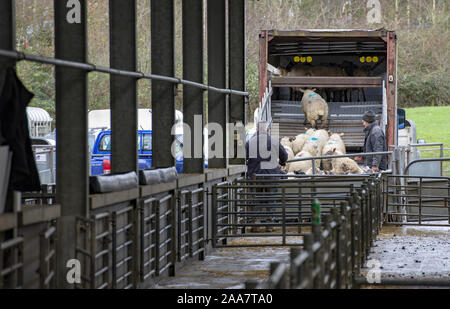 sheep lambs market livestock lorry transport farm farms farming sheep ...