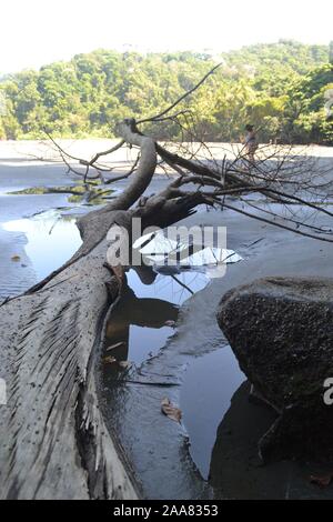 Fallen tree on beach, Costa Rica Stock Photo - Alamy