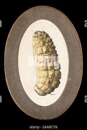 The larva and fly of the ox warble-fly (Hypoderma bovis). Coloured ...