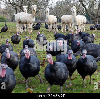 Bronze turkeys are guarded from foxes by Alpacas at Copas Traditional ...