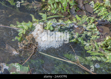 Foam line / foam collecting on freshwater drainage stream. Metaphor ...