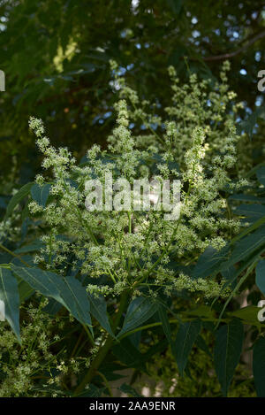 Ailanthus altissima tree in bloom Stock Photo - Alamy