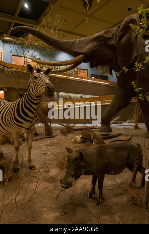 A Native American Diorama exhibit, display at the Science Museum. In ...