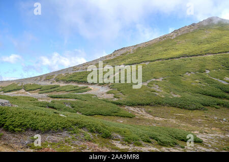 Zwerg-Zirbel-Kiefer in der Krummholz-Zone der Japanischen Alpen, Zwerg ...