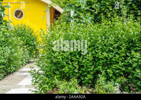 Liguster (Ligustrum ovalifolium Stock Photo - Alamy