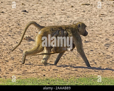 Female Chacma baboon carrying a baby on its chest while walking Kruger ...