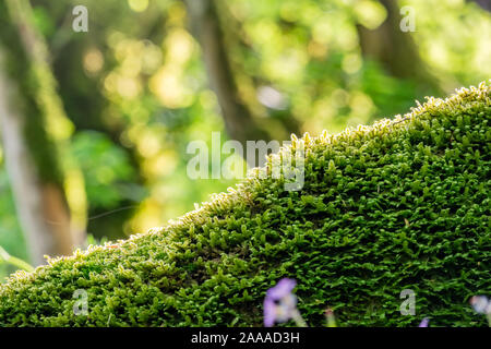 Soft thick moss in the forest is lit by the sun. Soft moss carpet ...