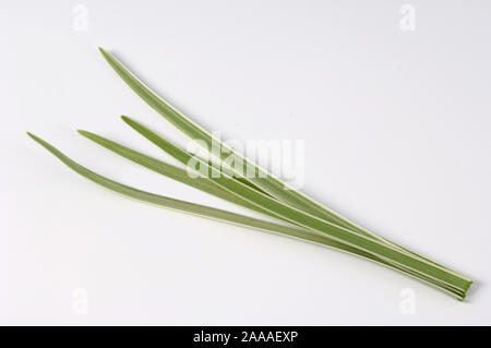 Garlic Grass, Tulbaghia violacea, Knoblauch Gras, Knobi-Gras Stock ...
