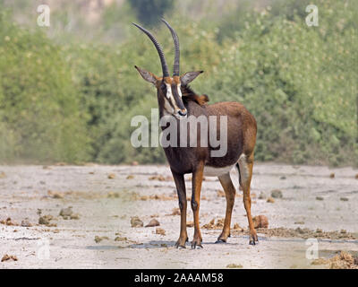 Female sable antelope standing Stock Photo - Alamy