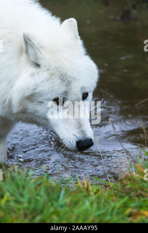 White coated captive Artic Wolf (Canis Lupus Arctos) also known as a ...