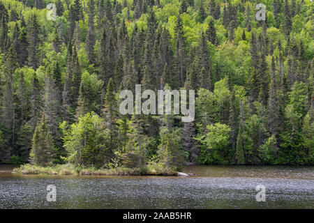 Lush boreal forest in Quebec, Canada. Laurentian mountains region ...