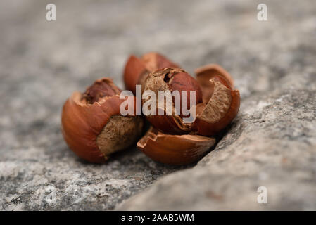 empty hazelnut shells Stock Photo - Alamy