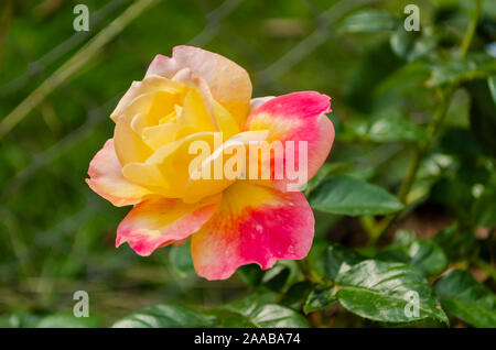 Yellow and pink variegated rose bloom and leaves Rosa Claude Monet ...