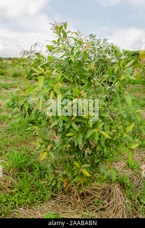 Malabar Plum, Roseapple, Rose Apple (Syzygium jambos), youn zanzibar ...