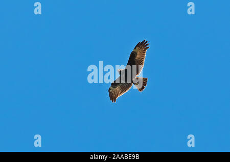 Pygmy Eagle (Hieraaetus weiskei) adult in flight Wapenamanda, Papua New ...