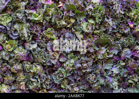 Kalette, kale sprouts or flower sprouts on black background. Hybrid ...