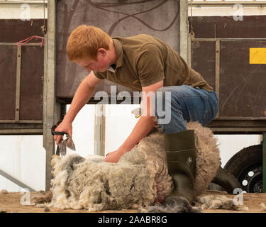 Hand clipping/shearing of sheep competition at the Eskdale Show in 2019 ...