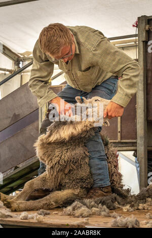 Hand clipping/shearing of sheep competition at the Eskdale Show in 2019 ...