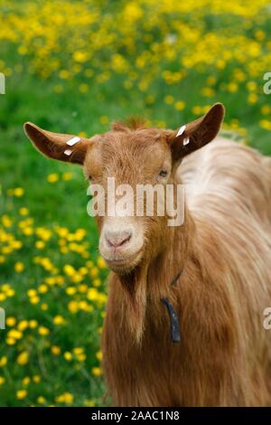 Golden Guernsey goat which is a rare breed of goat from the Bailiwick ...