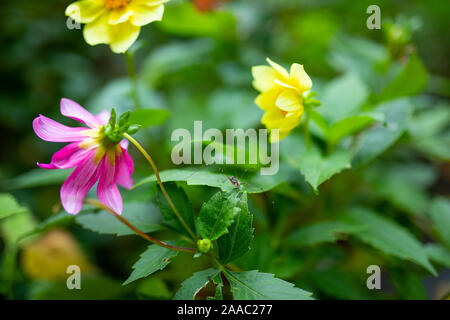 Spider haymaker on the leaves of a flower, an insect with very long ...
