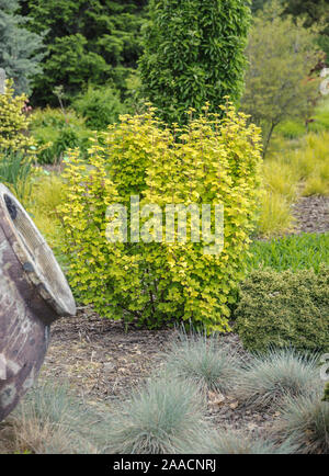 Zier-Johannisbeere, Ribes sanguineum Brianjou, Ornamental currant ...