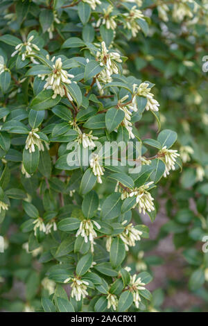 Duftblte Osmanthus Burkwoodii