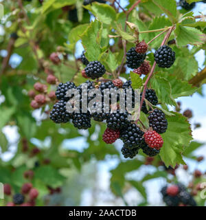 Stachellose Brombeere (Rubus fruticosus 'Loch Ness' NESSY Stock Photo ...