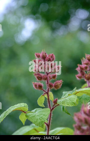 Japanische Weinbeere (Rubus phoenicolasius Stock Photo - Alamy
