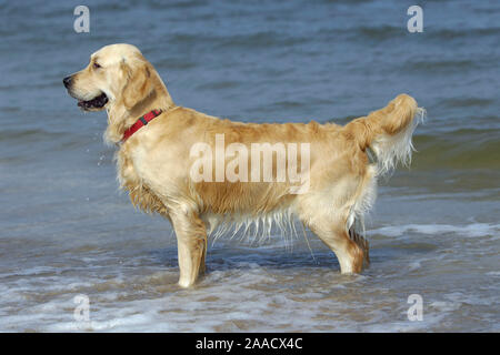 Golden Retriever - Hund - Haustier Stock Photo - Alamy
