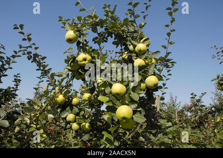 Quince, fruits on tree, 'Konstantinopel' / (Cydonia oblonga ...